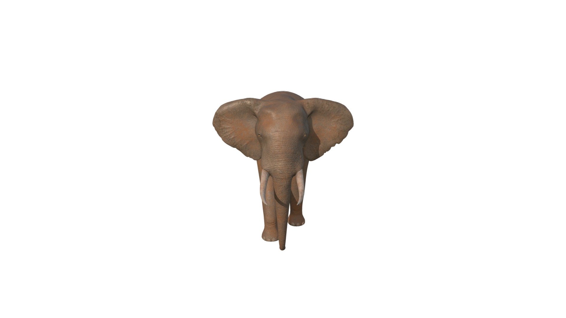 African Elephant - 3D model by Kevin Morris (@MorrisKevin) [fb611ce ...