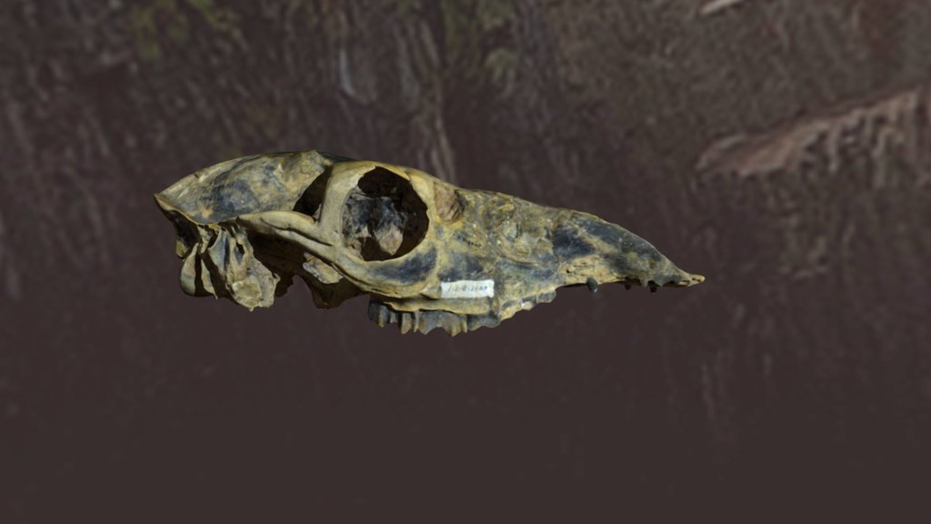 Camel Skull - 3D model by Nebraska Public Media (@nebraskapublicmedia ...