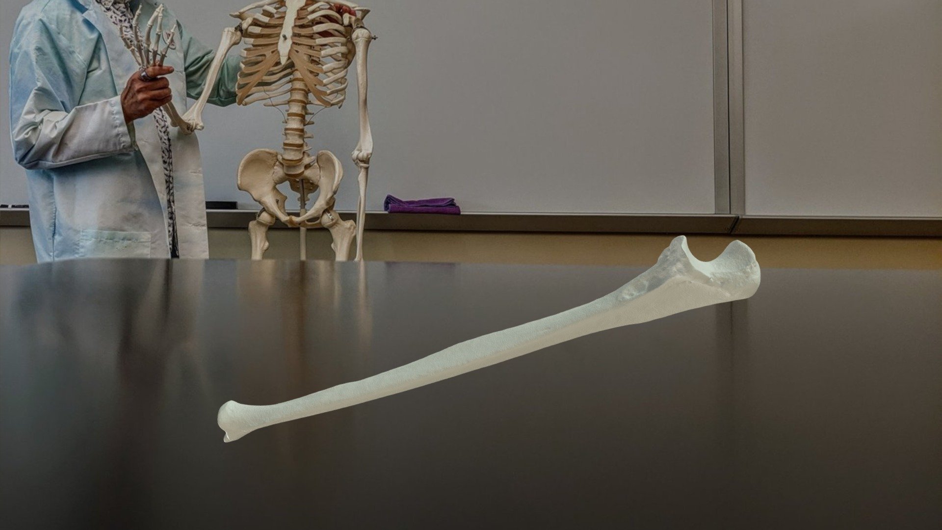 Ulna - 3D model by Dr. Alex Cheroske (@aquaman27) [fb631d4] - Sketchfab