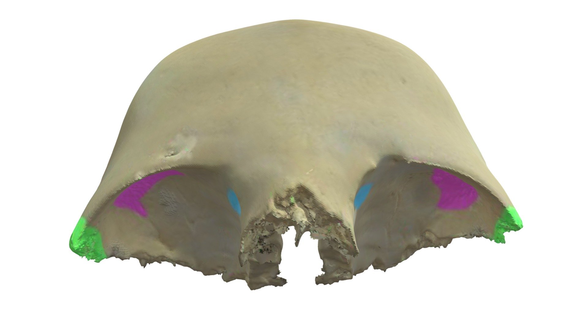 os frontale - pars orbitalis - 3D model by Universiteit Antwerpen ...