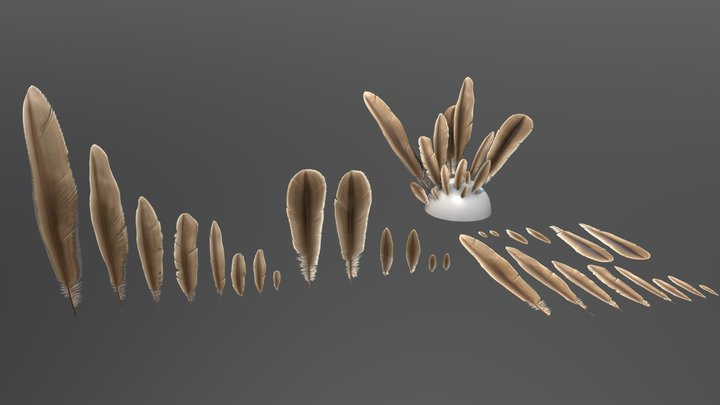 Feathers 3D models - Sketchfab