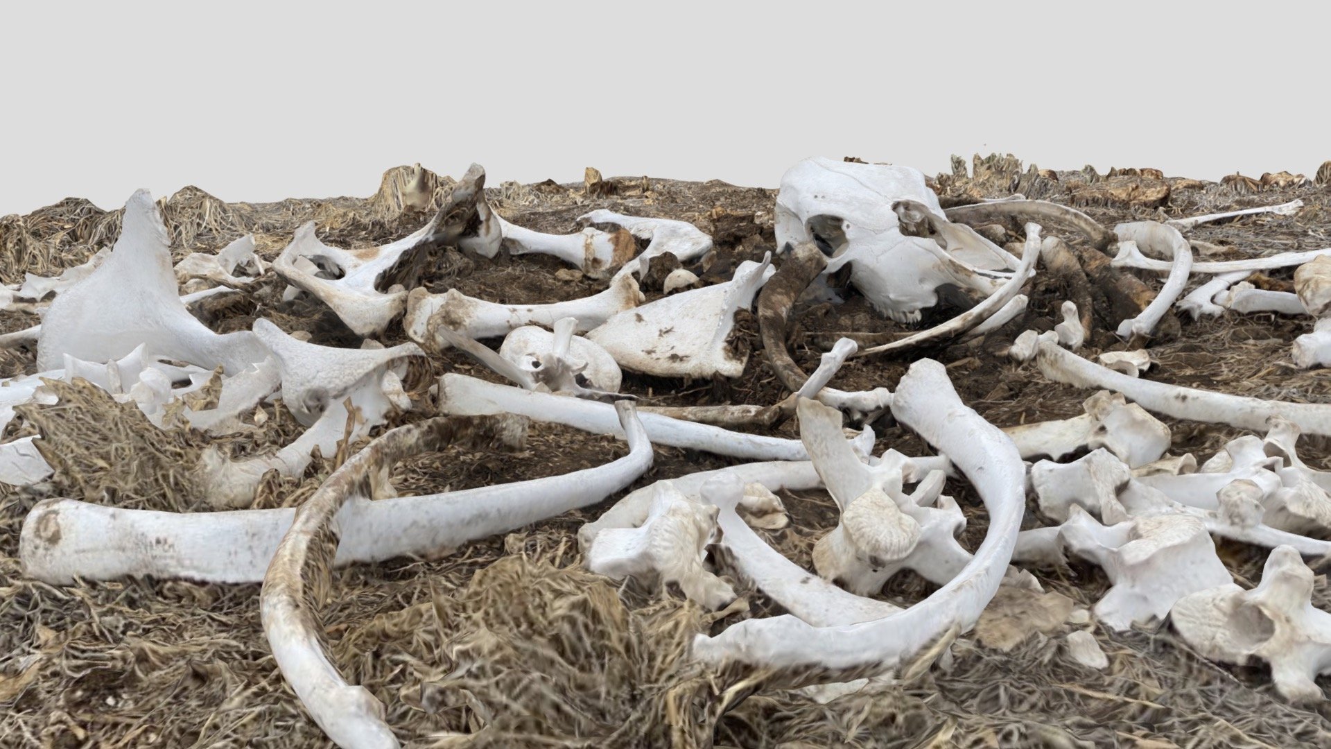 Scattered bones - 3D model by Stance Hurst (@Cacti3D) [fb70e26] - Sketchfab