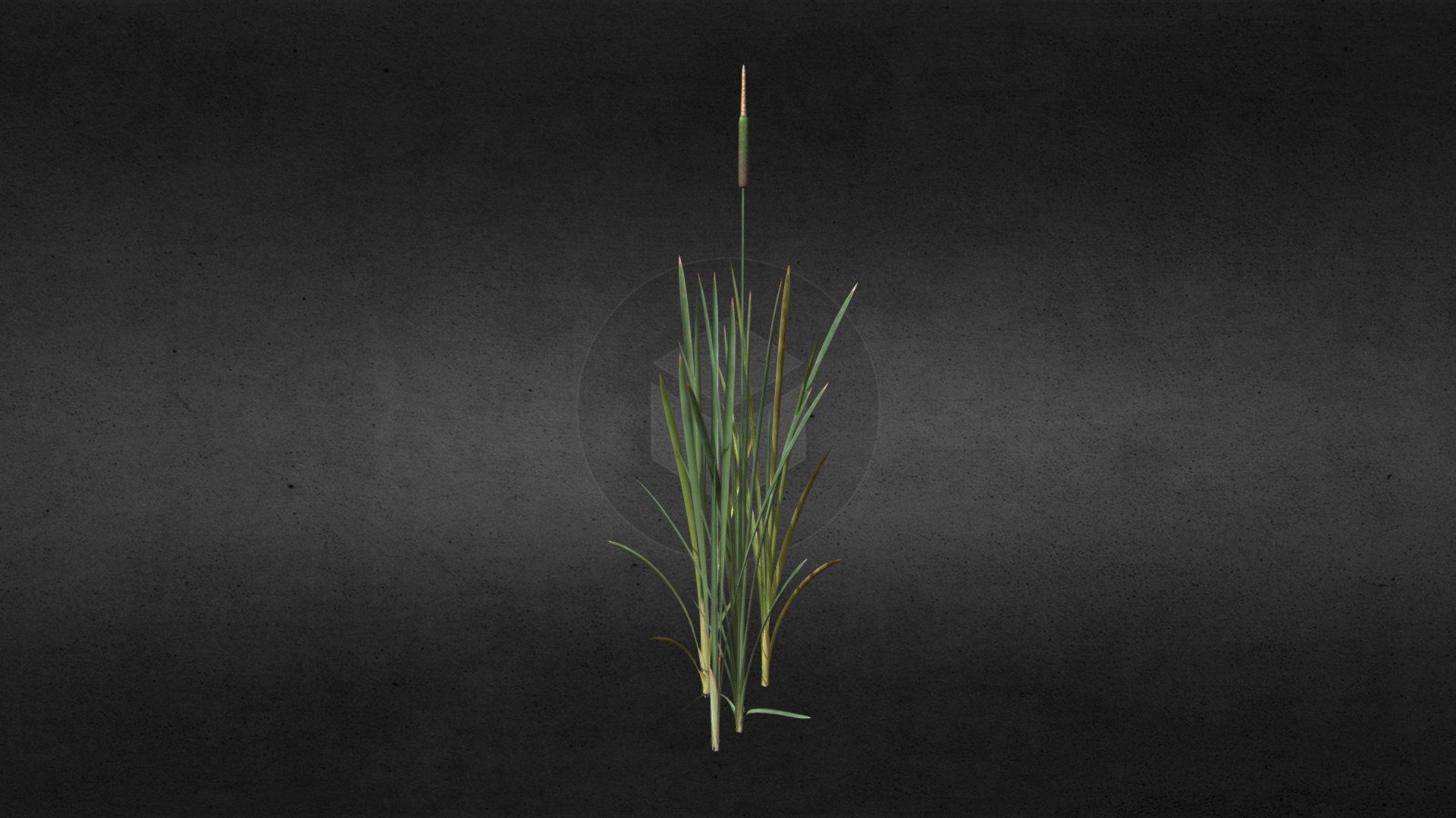 Bulrush - 3D model by Marlen.Peikrishvili [fb71242] - Sketchfab