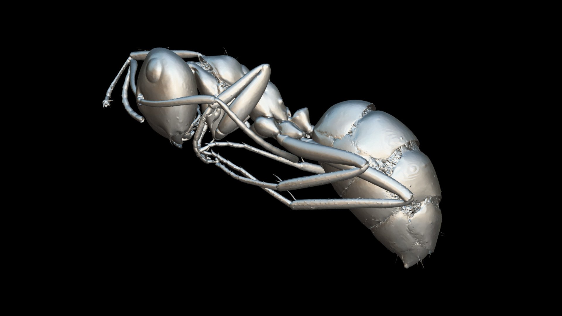 Colobopsis explodens Minor Worker - Download Free 3D model by C. J ...