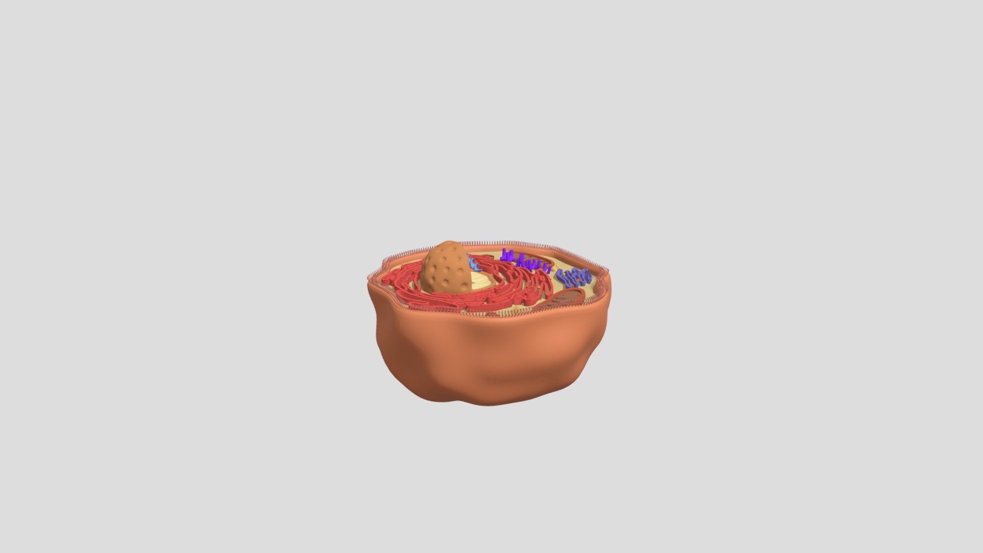 Human cell by:Johanna,Zsófi,Petra - 3D model by fenyo.johannamira ...