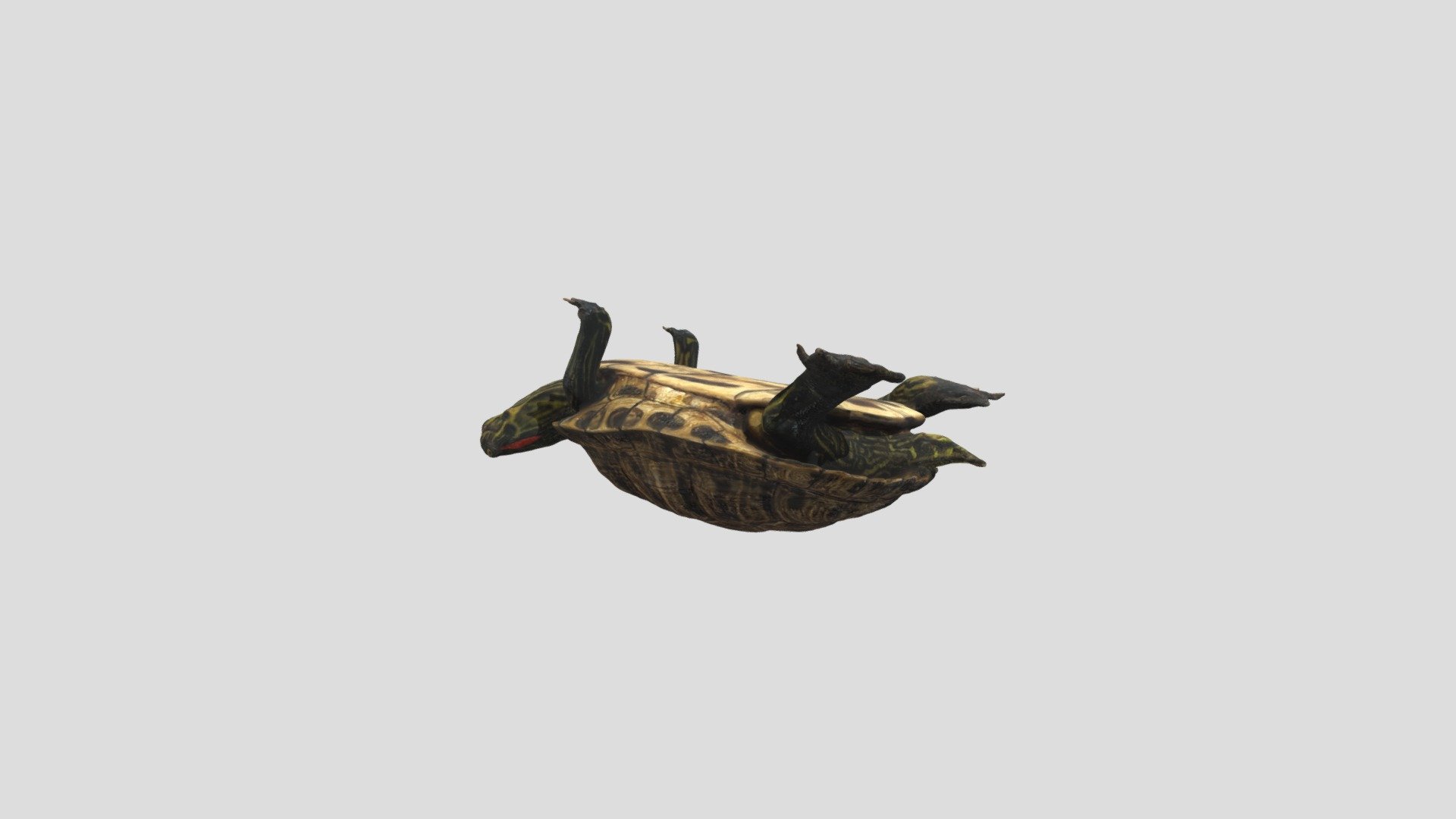 Trachemys scripta - Download Free 3D model by manupw10 [fb824b9 ...