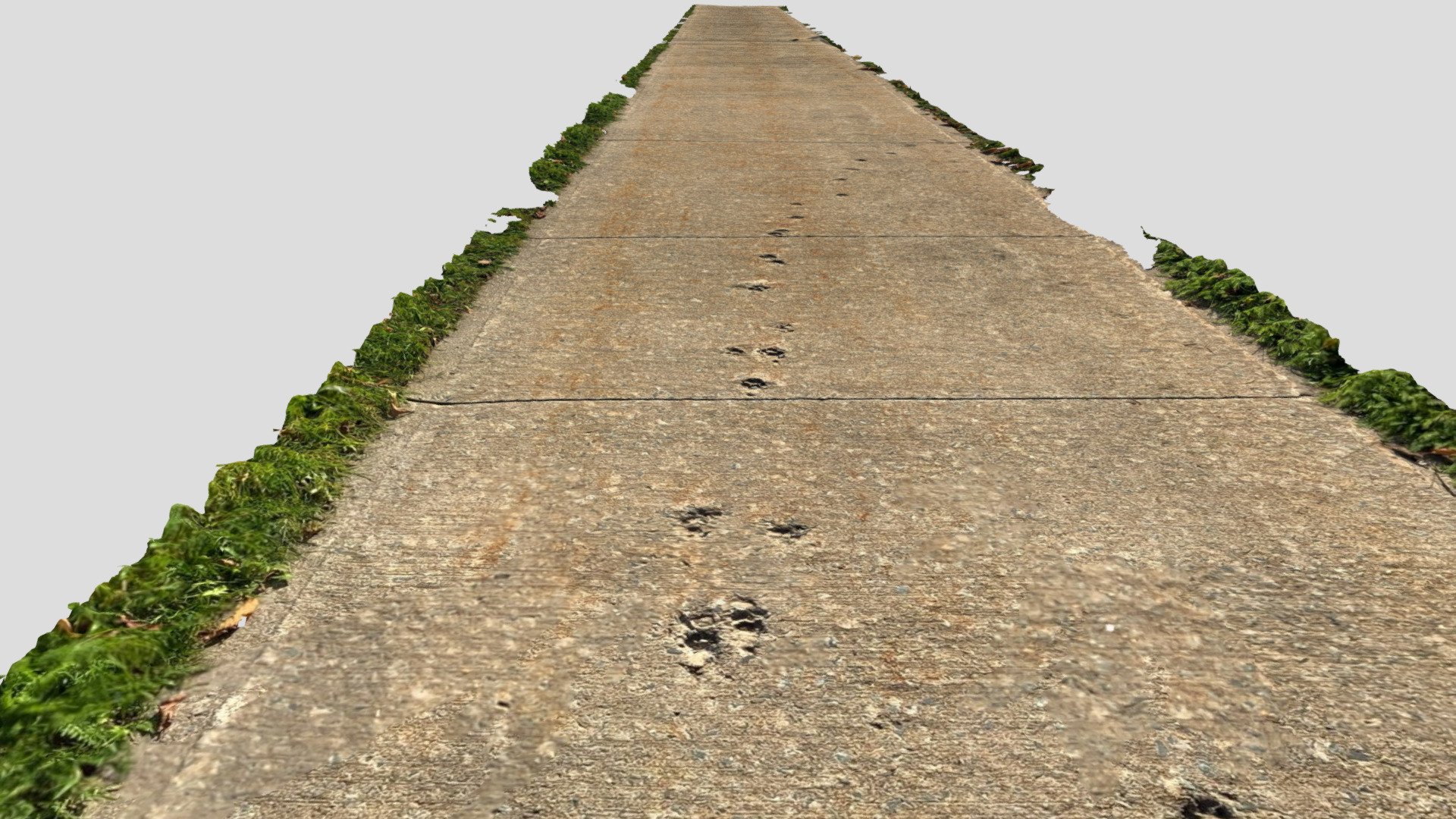 Cat Tracks in Concrete Sidewalk - Download Free 3D model by timfedak ...