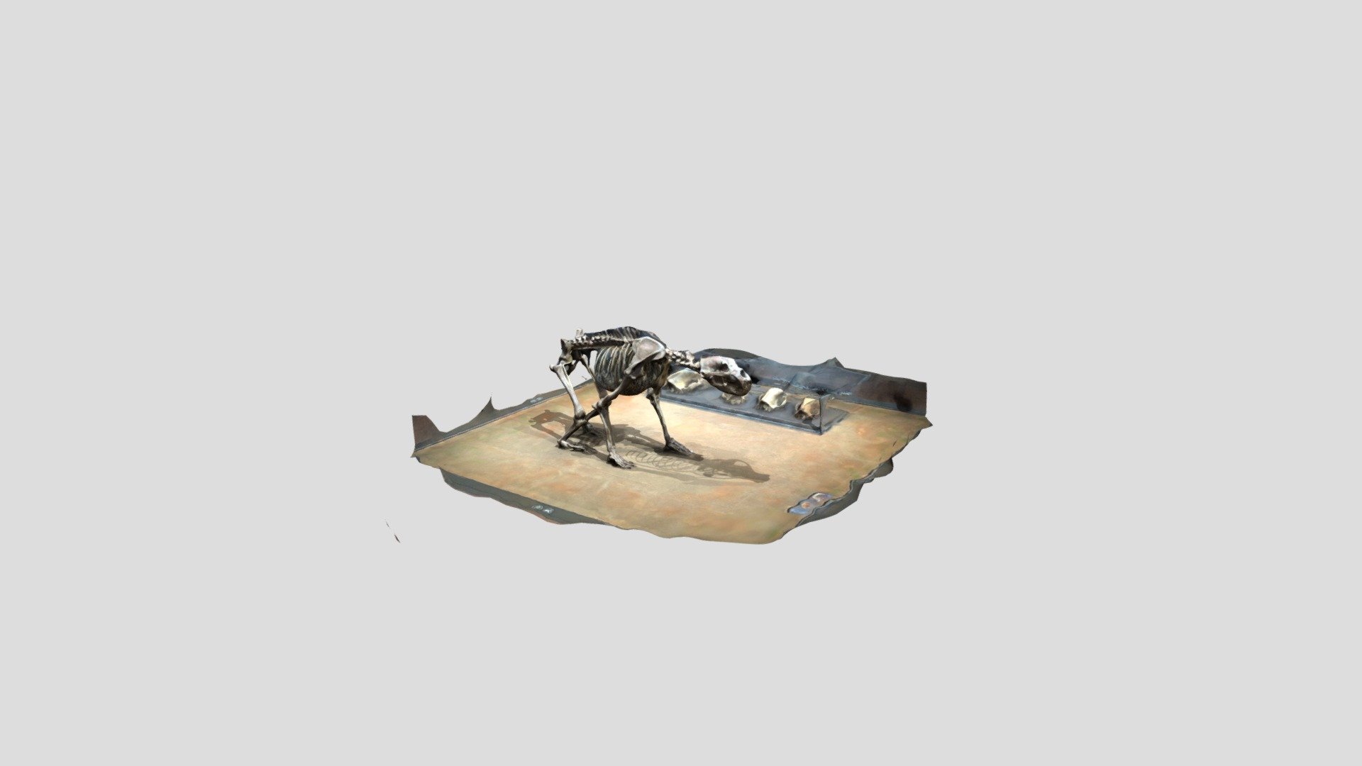fossil - 3D model by changhyyuk [fb8a097] - Sketchfab
