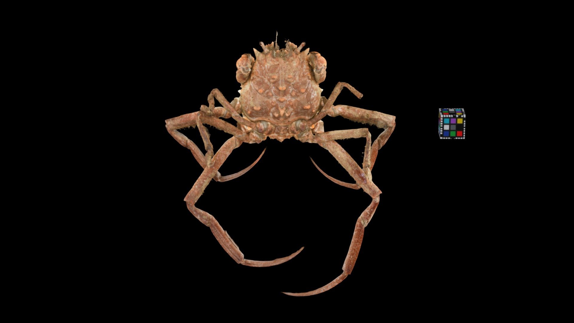 CC0 キメンガニ 🦀 ♂ Demon-face Crab, Dorippe sinica - Download Free 3D model ...