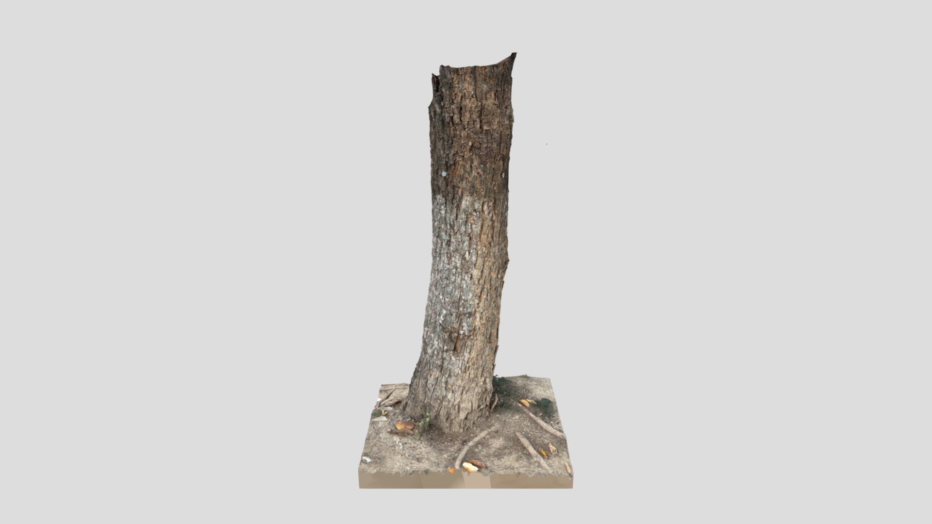 Tree trunk - 3D model by blubottlestudio [fb90a8e] - Sketchfab