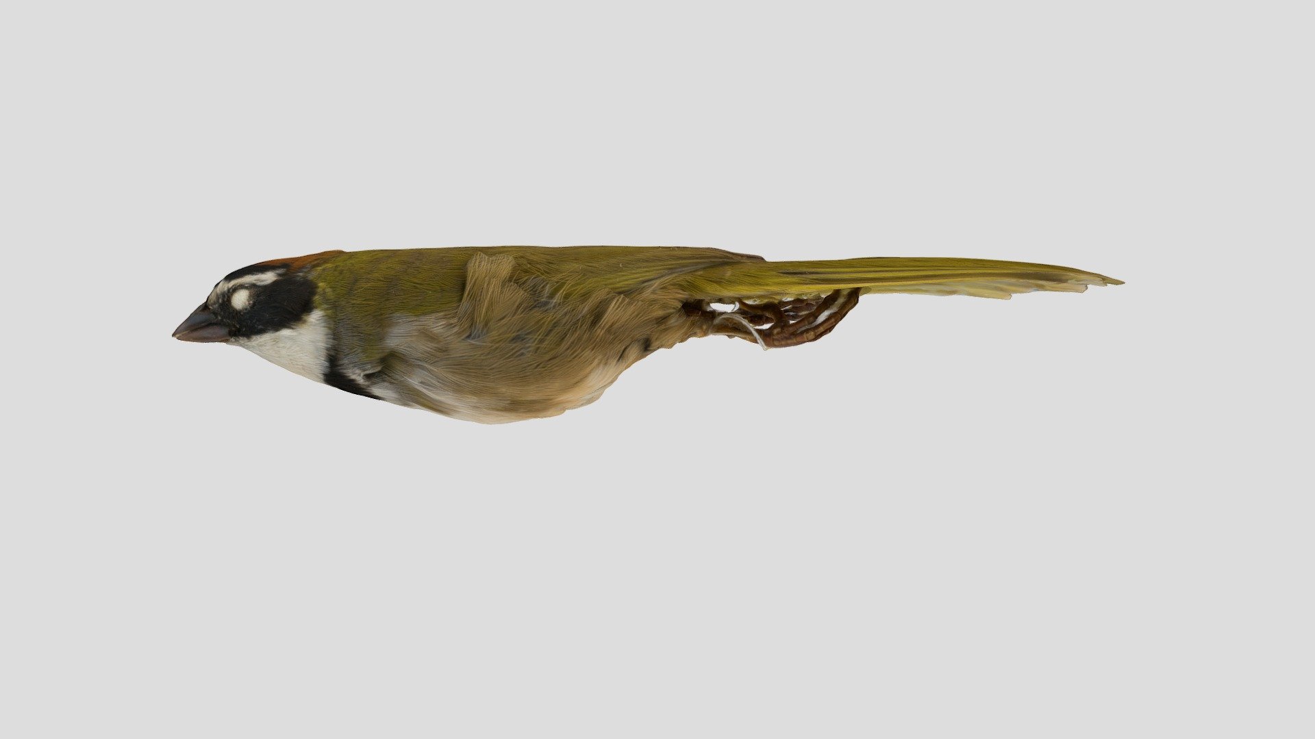 pipilo ocai 30263 - Download Free 3D model by MooreLab [fb942f4 ...