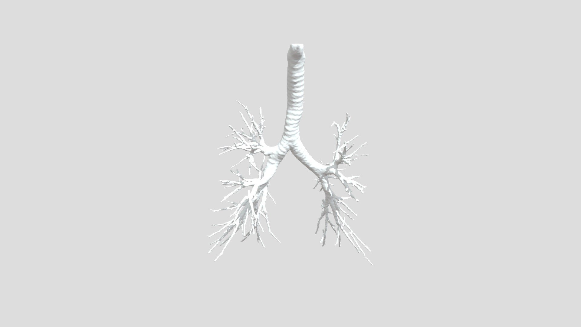Trachea STL Sharpness High - 3D model by bnr34exx [fb9960d] - Sketchfab