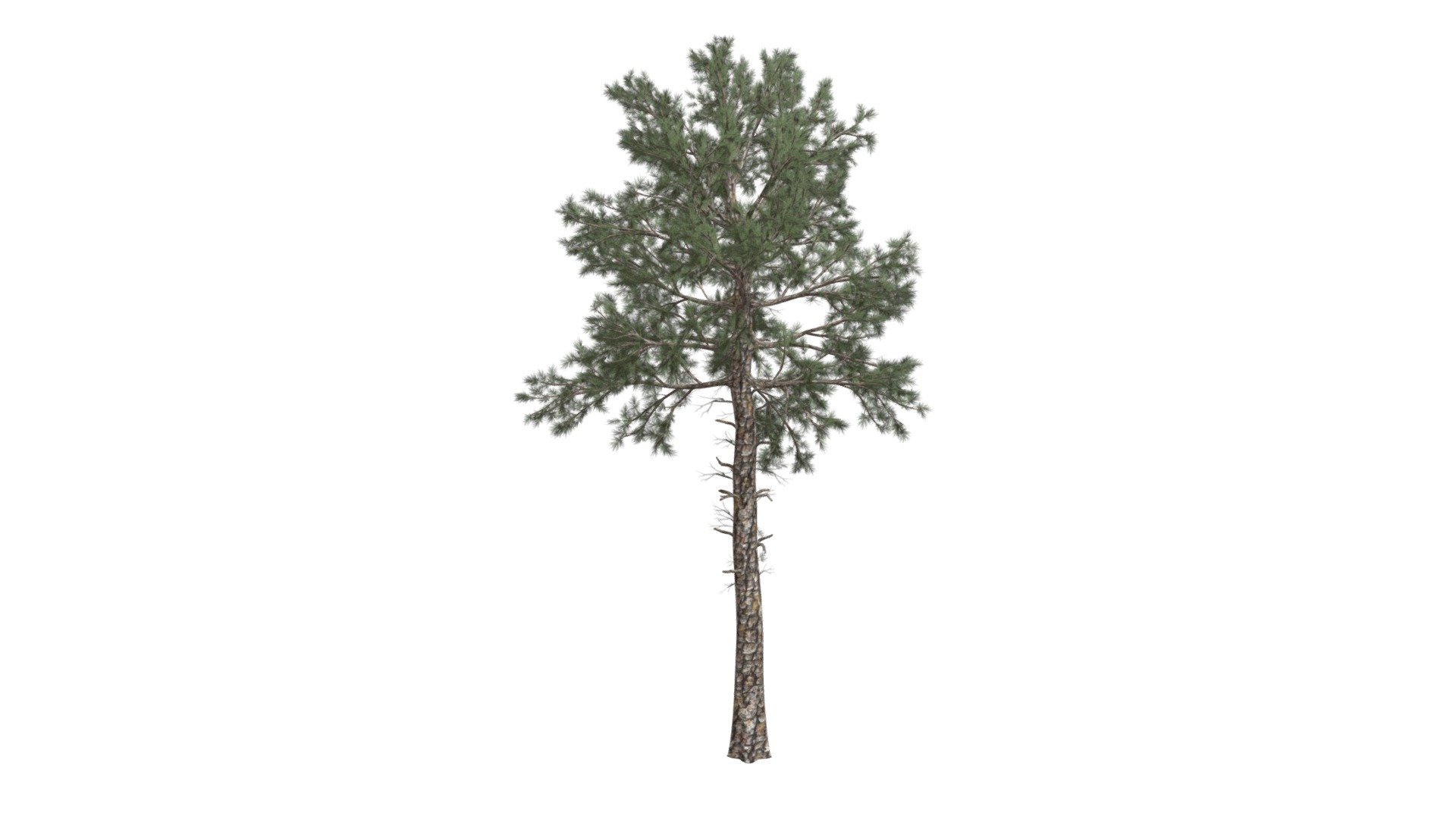Loblolly Pine Tree #02 - Buy Royalty Free 3D model by meshshape [fb9a990] - Sketchfab Store