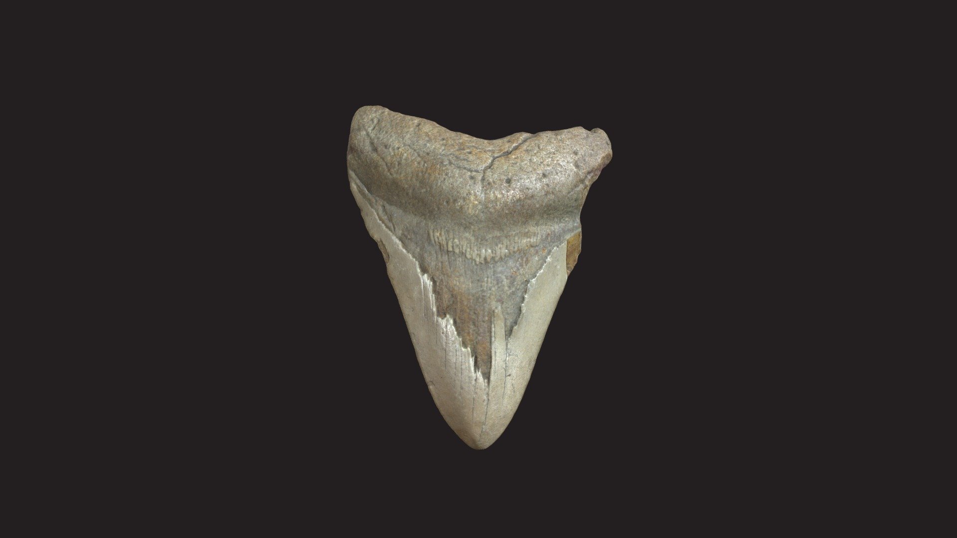 CMNH 10050, Megalodon tooth - 3D model by Cleveland Museum of Natural ...