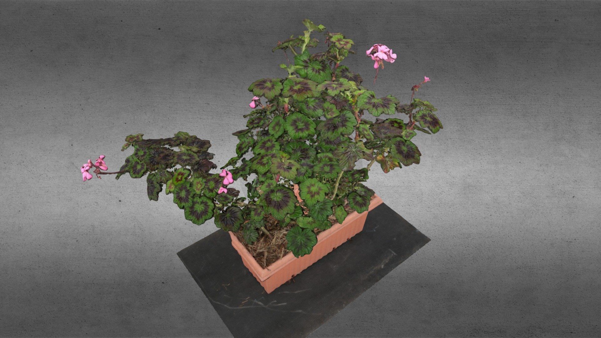 Geranium Flower - 3D model by babak.shby [fba2b24] - Sketchfab