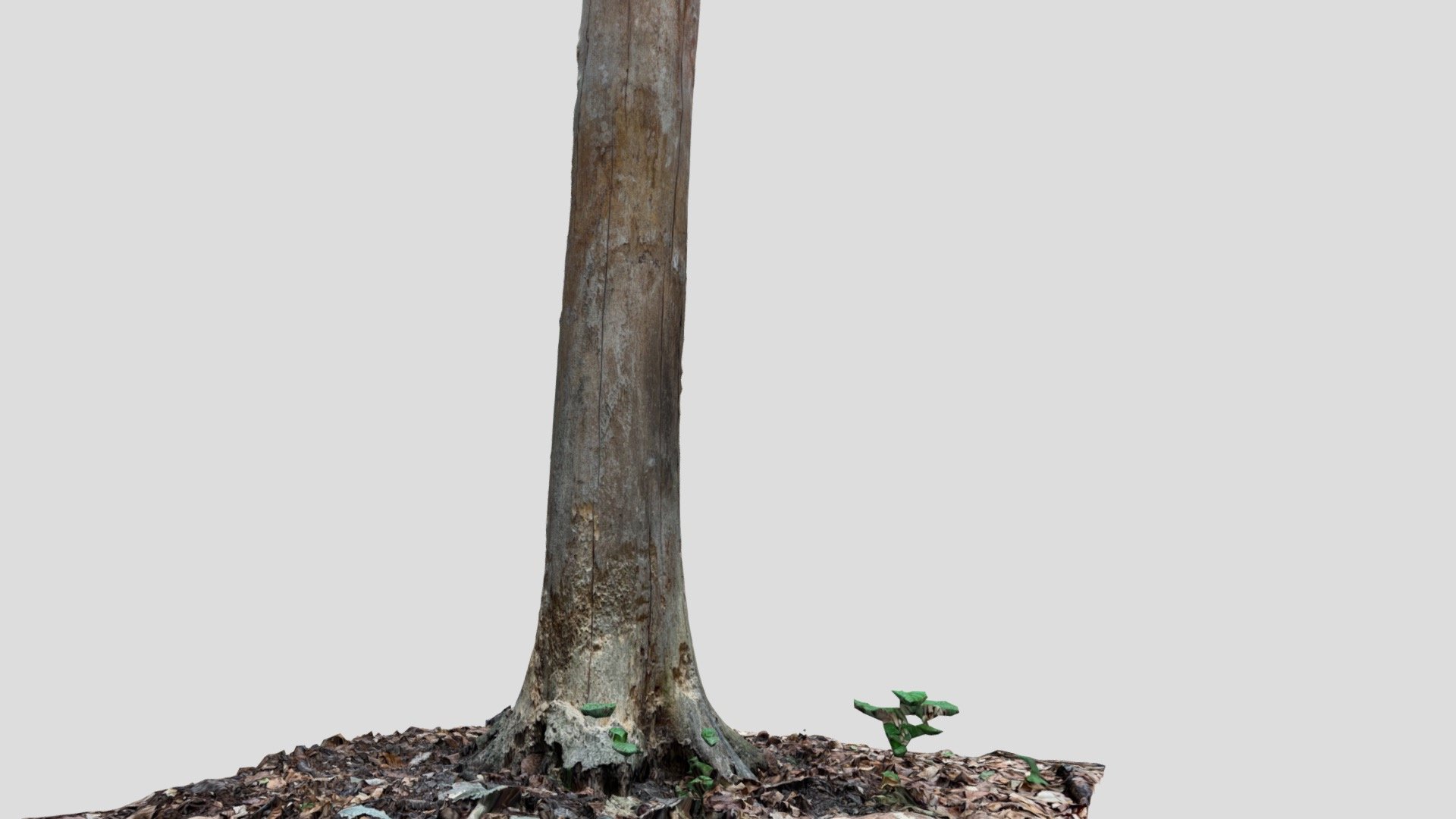 No bark trunk - Download Free 3D model by ScanMe [fba6a5f] - Sketchfab