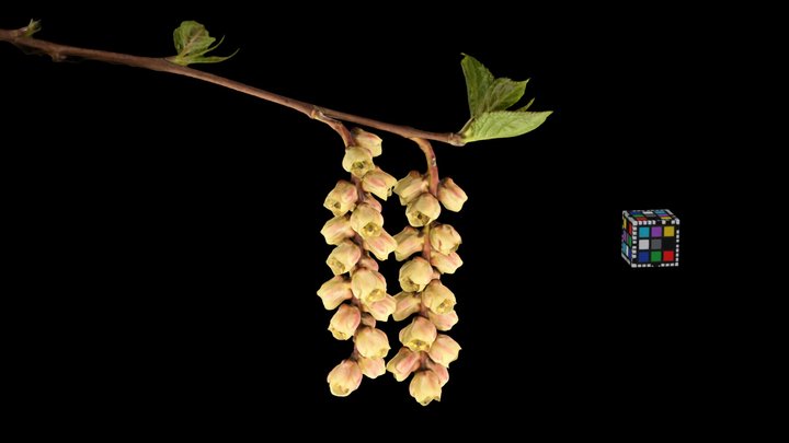 Malvids 3D models - Sketchfab