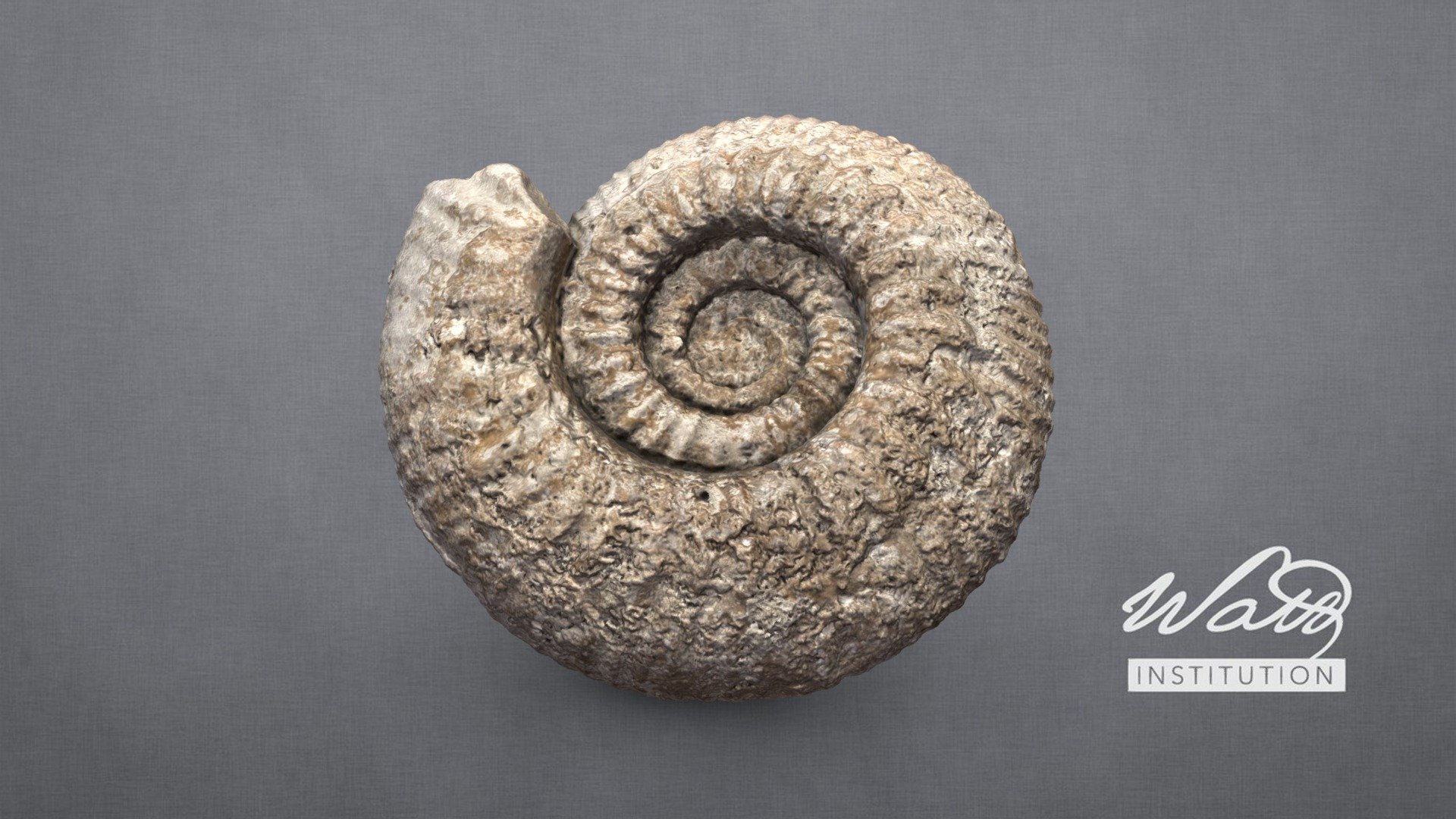 Ammonite - Download Free 3D model by The Watt Institution ...