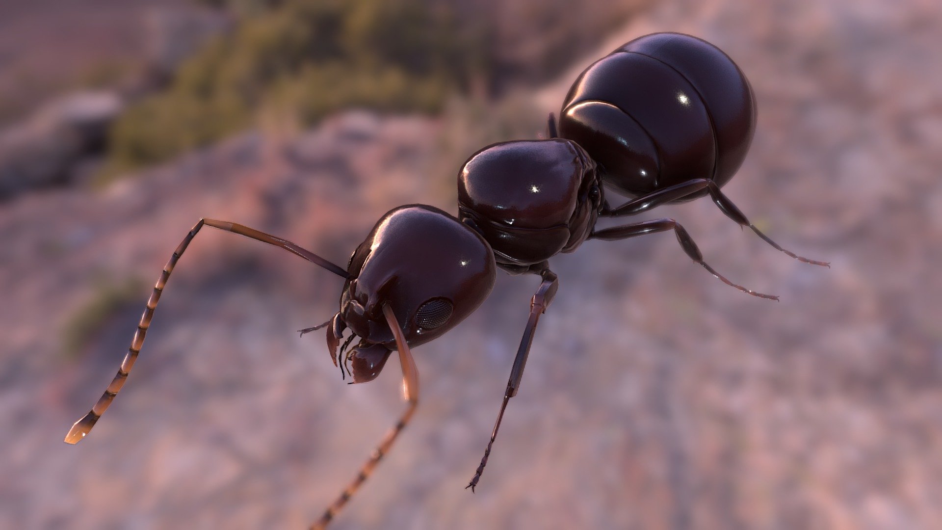BlackAnt_Queen - Buy Royalty Free 3D model by Boycraft [fbb83f5 ...