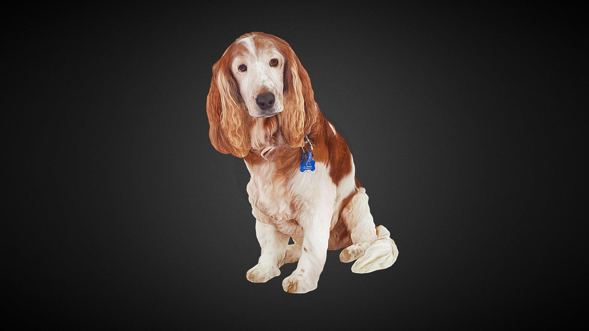 Roxy - 3D scan 7 / print model - 3D model by 3Dfy.me New Zealand ...