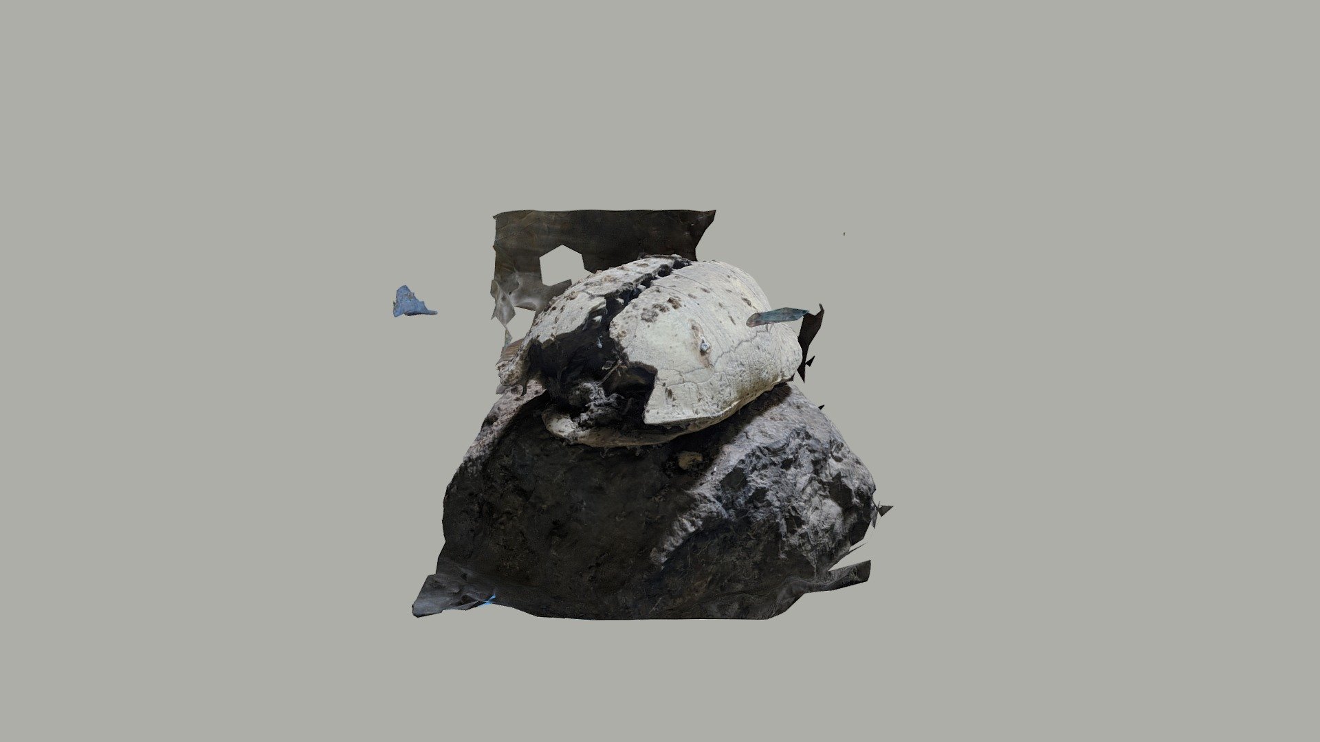 Tortoise Carcass - 3D model by Andrew.Cowie1 [fbbb897] - Sketchfab