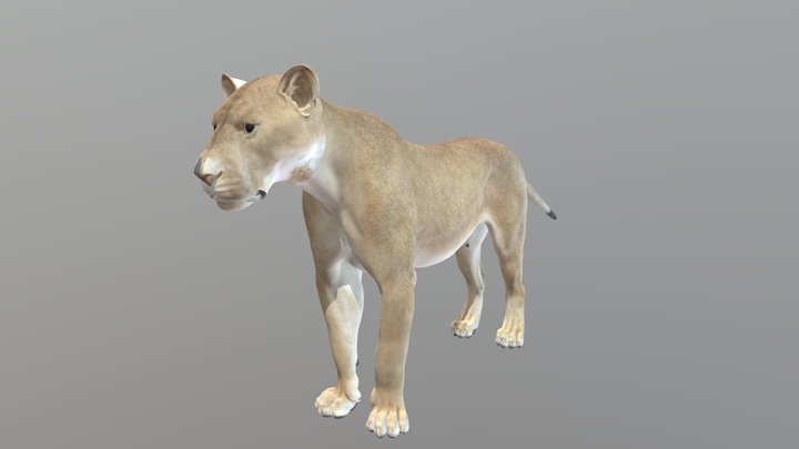 Lion 3D models - Sketchfab