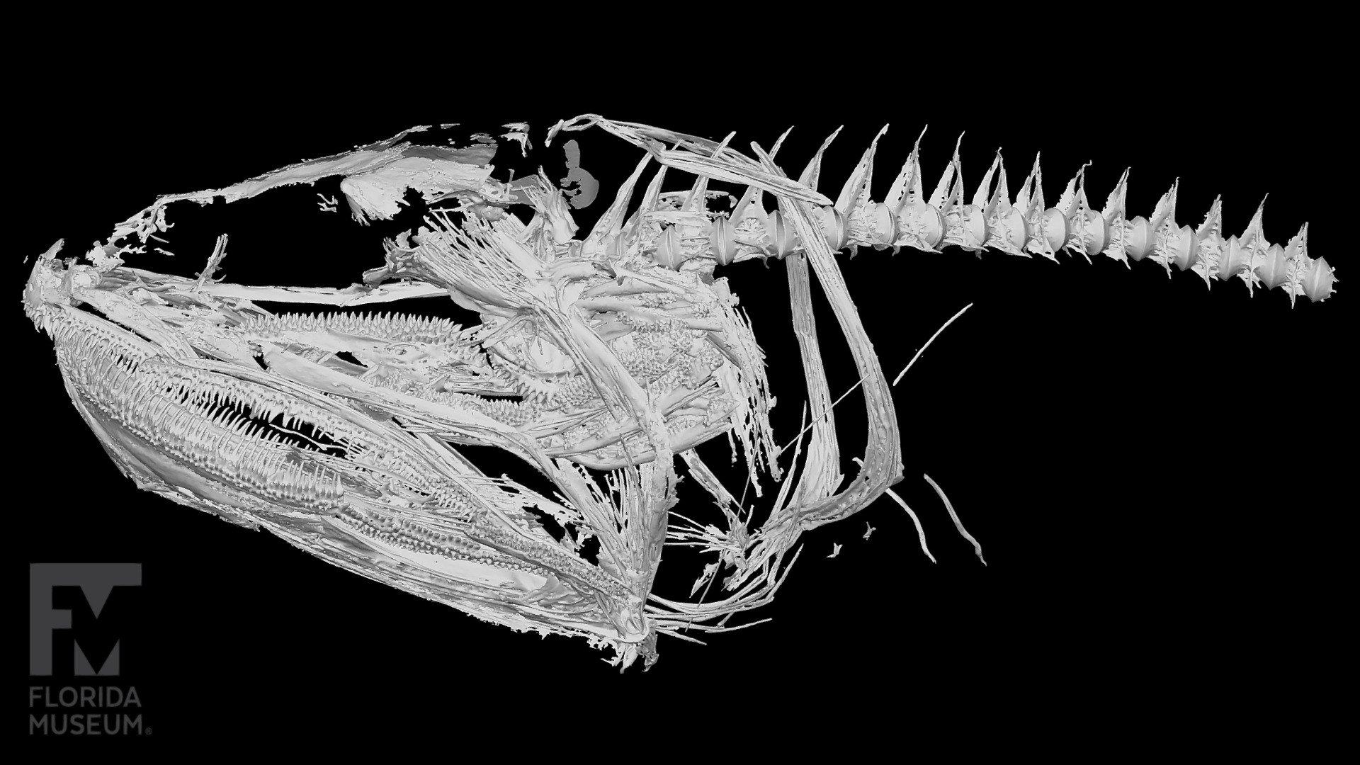 Young Whalefish CT Scan, Cetomimidae - 3D model by FloridaMuseum ...