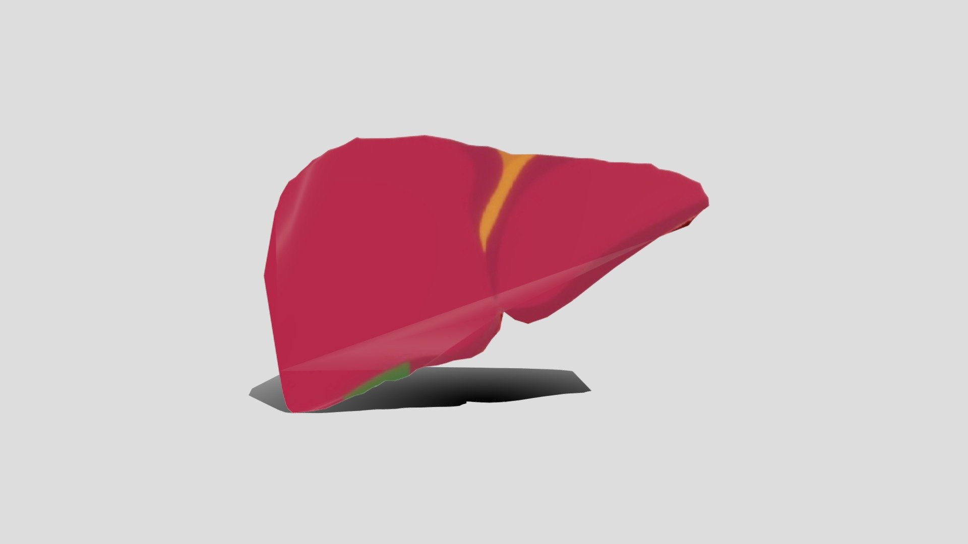 LIVER - 3D model by kurniaseh [fbd1985] - Sketchfab