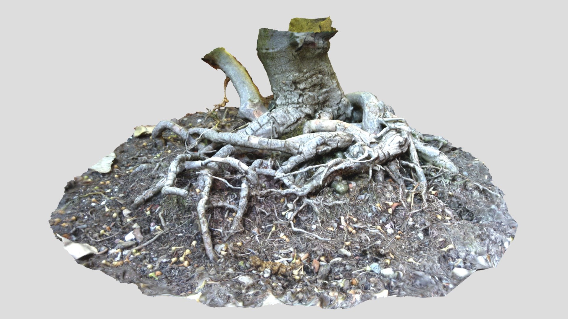 Plant Roots Photoscan - 3D model by Postrock (@ktuluke) [fbd1f90 ...