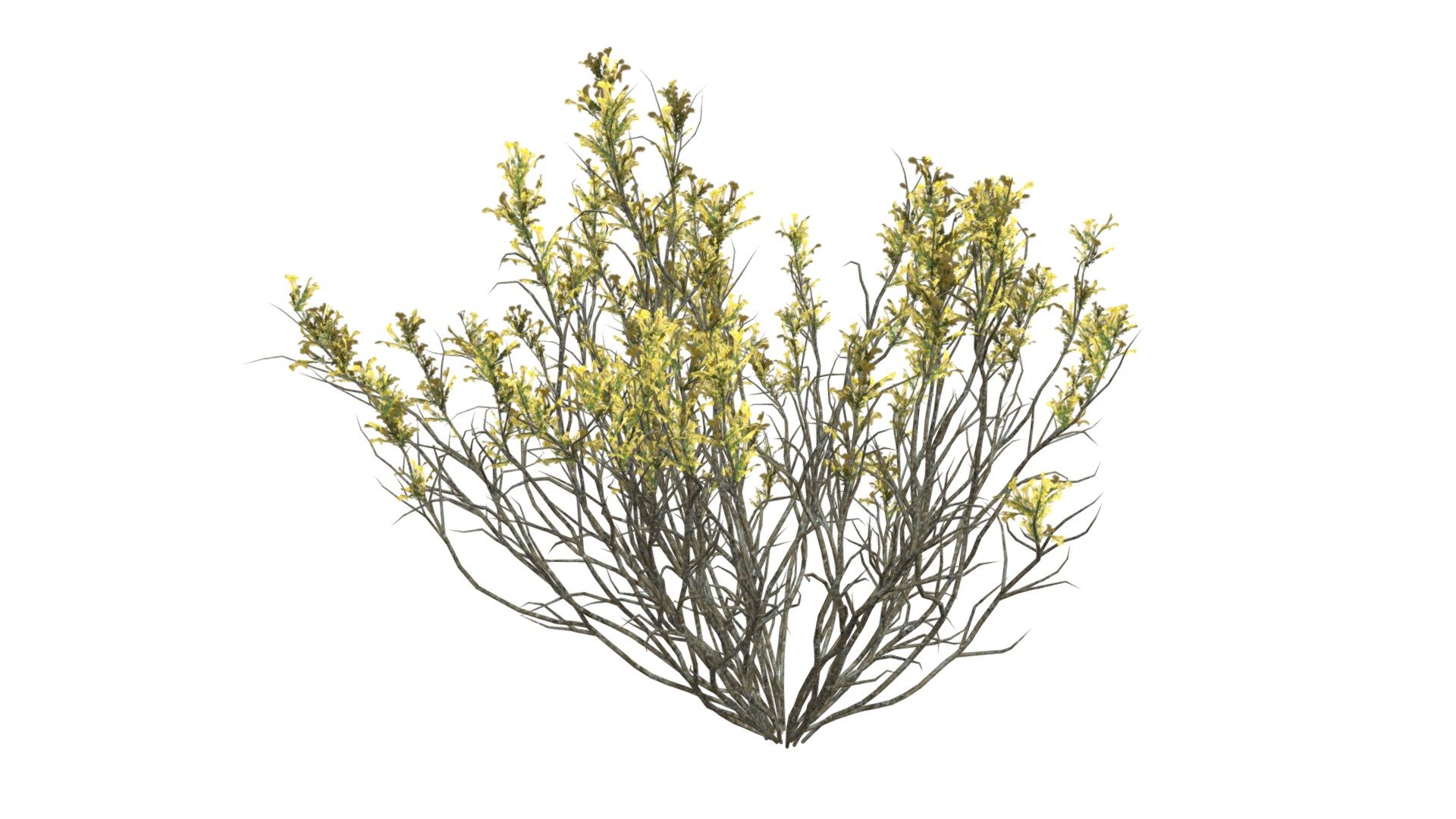 Broom Snakeweed with Flowers #09 - Buy Royalty Free 3D model by ...