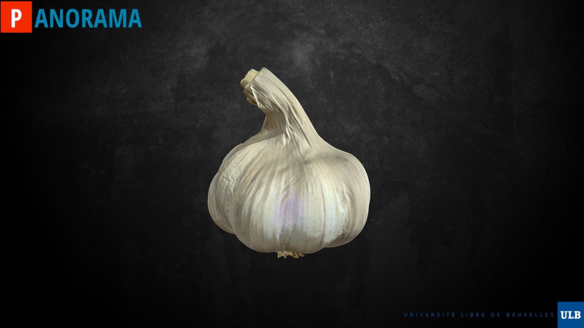 Tête d'ail - Buy Royalty Free 3D model by Panorama [fbd9646 ...