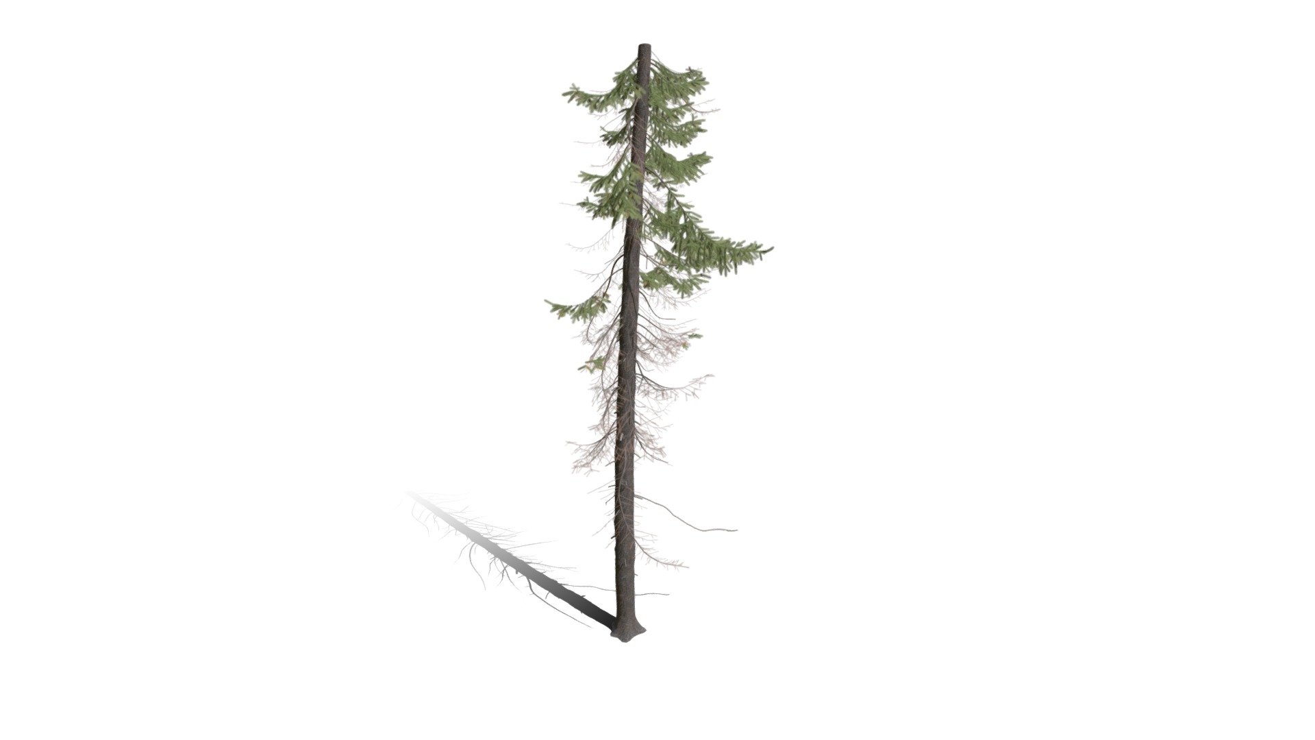 Realistic HD Black spruce (36/38) - Download Free 3D model by ...
