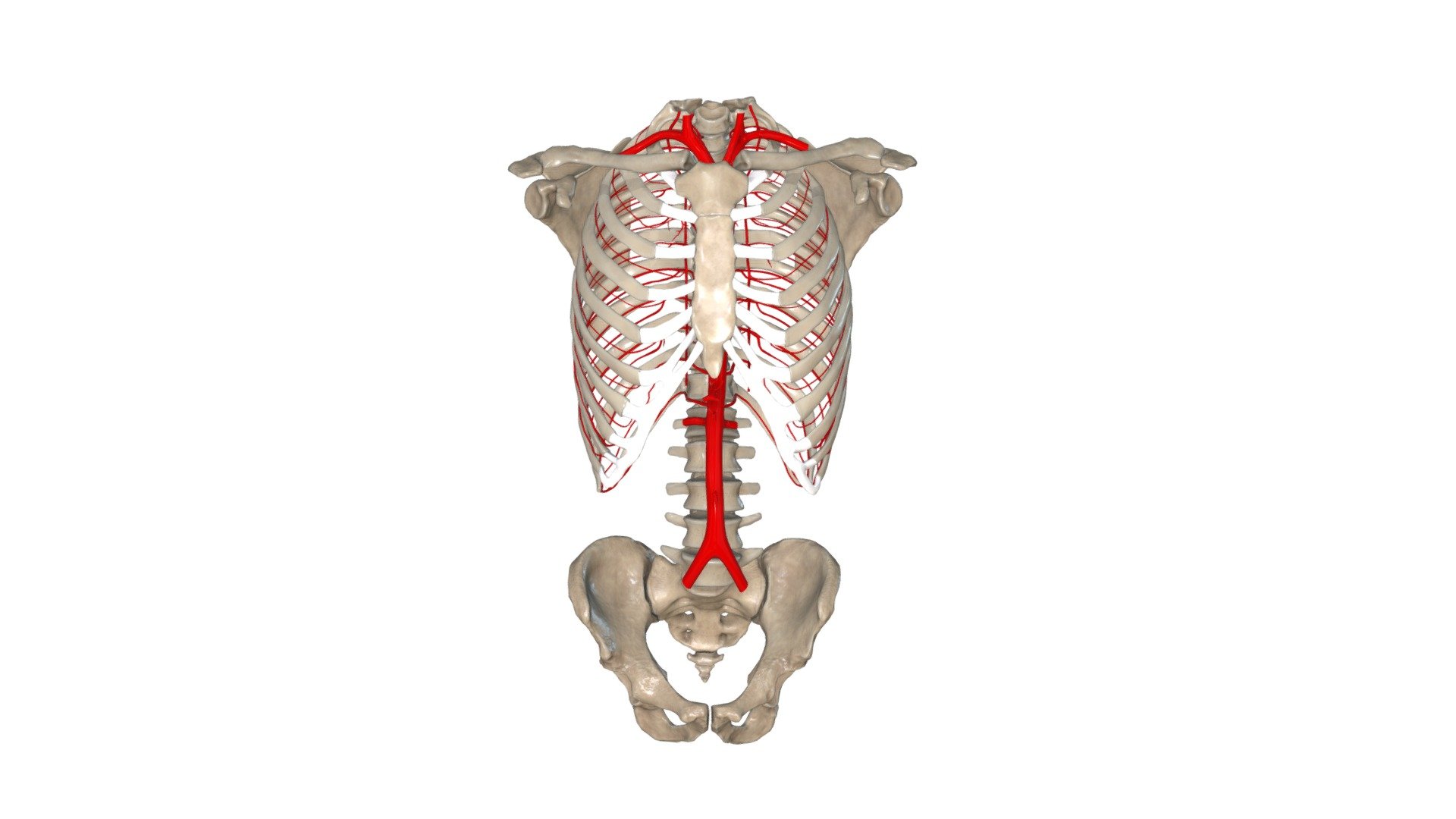 Krūškurvja vēnas - 3D model by Anatomy Next (@a4s) [fbe04fb] - Sketchfab