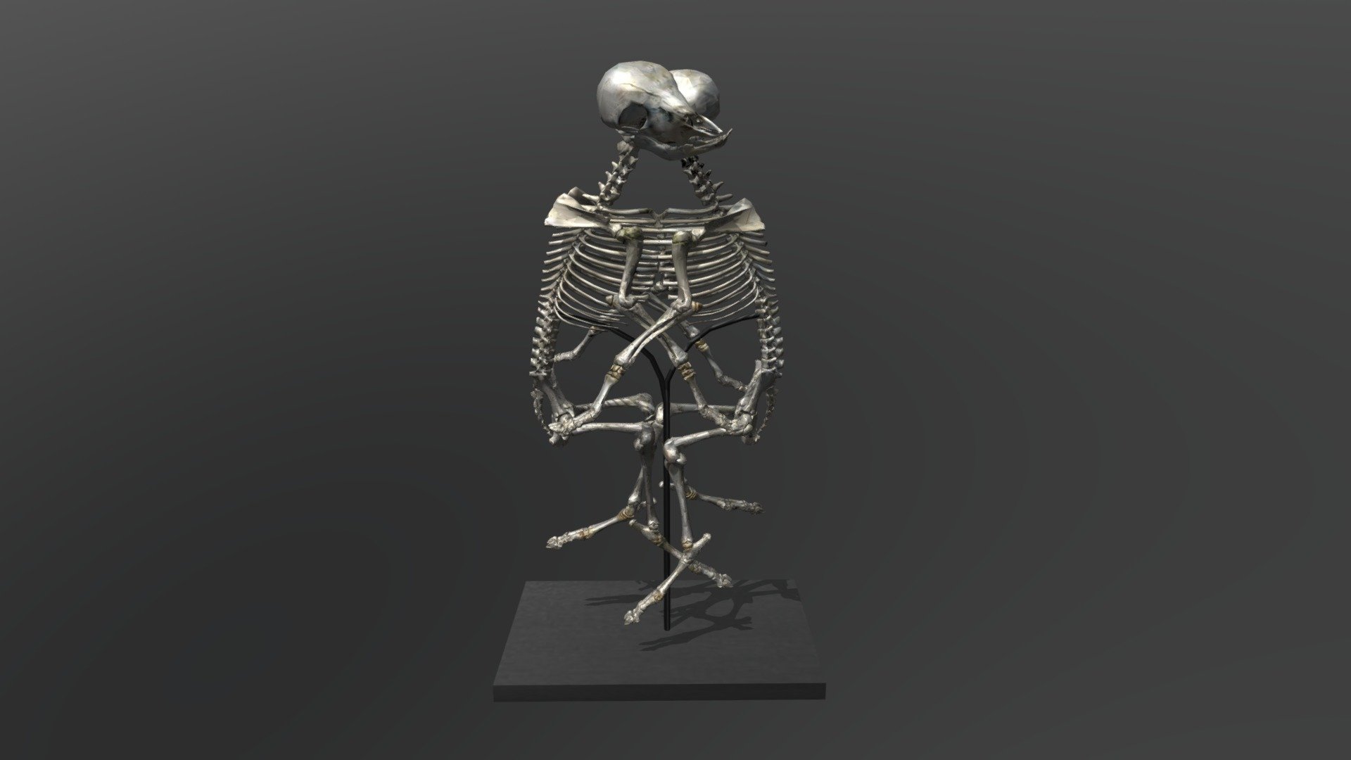 Siamese conjoined lamb skeleton - 3D model by sketchFAM (@skinless ...