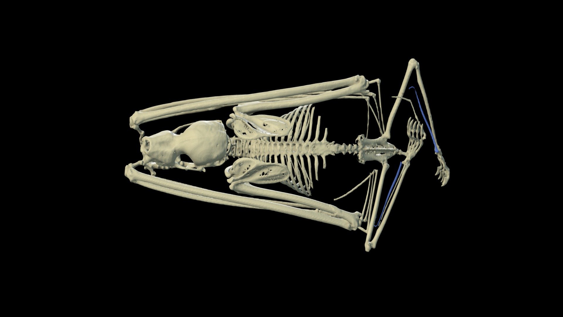 Parnell's Mustached Bat Calcars - 3D model by Blackburn Lab (@ufherps ...