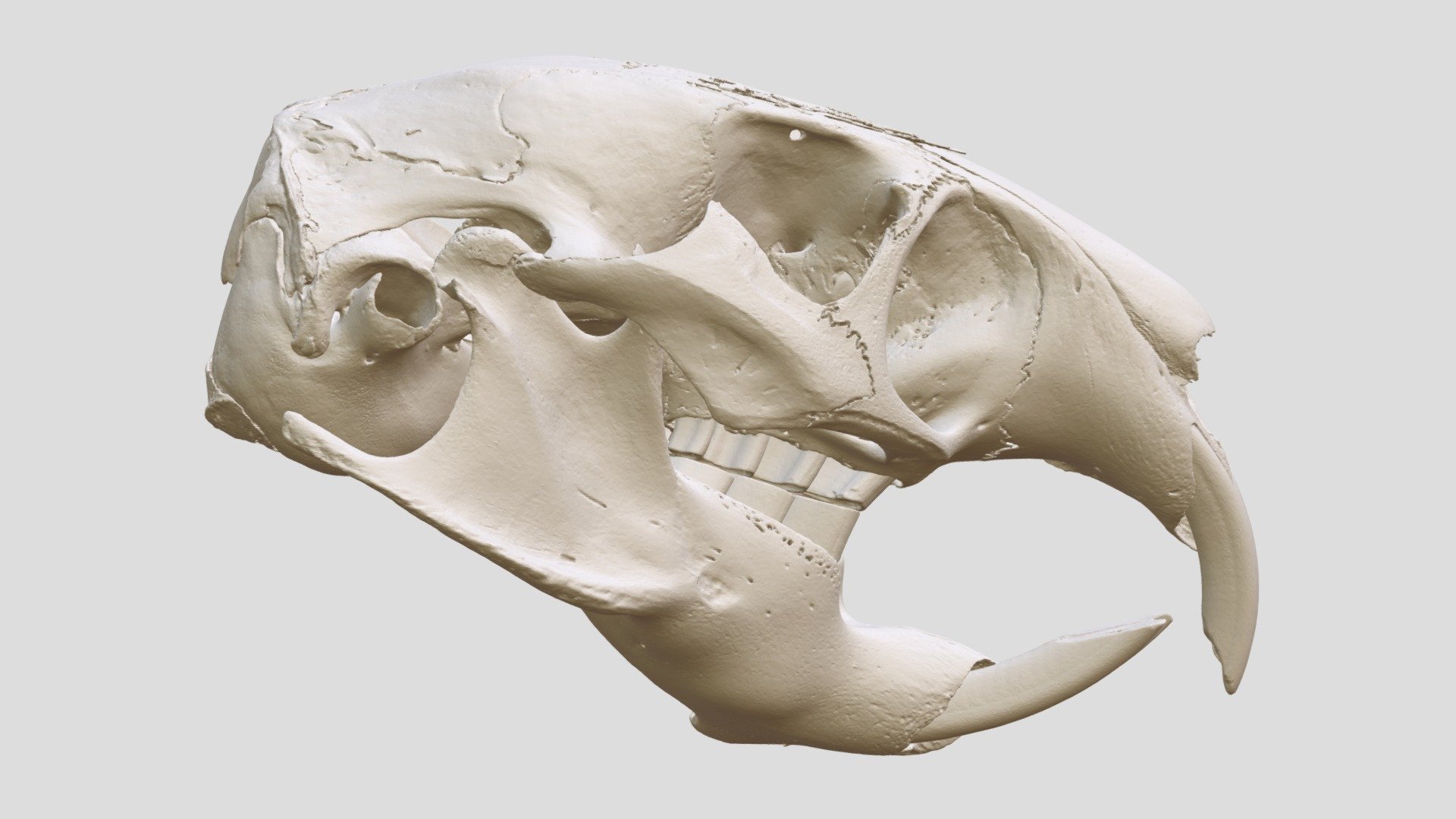 Ctenomys leucodon (MSB:Mamm:57192) - 3D model by Biodiversity [fbea0f4 ...