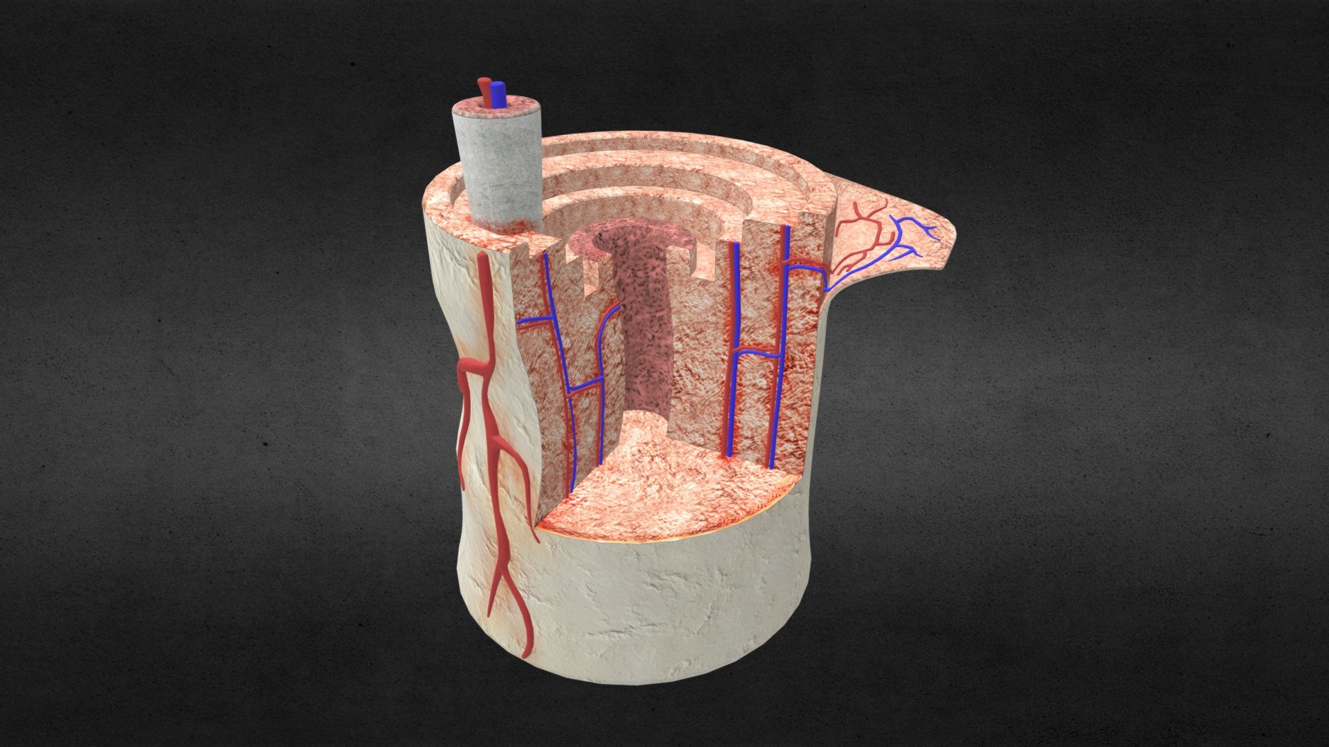 Human Bone Anatomy - Buy Royalty Free 3D model by Clacydarch [fbf0a35 ...