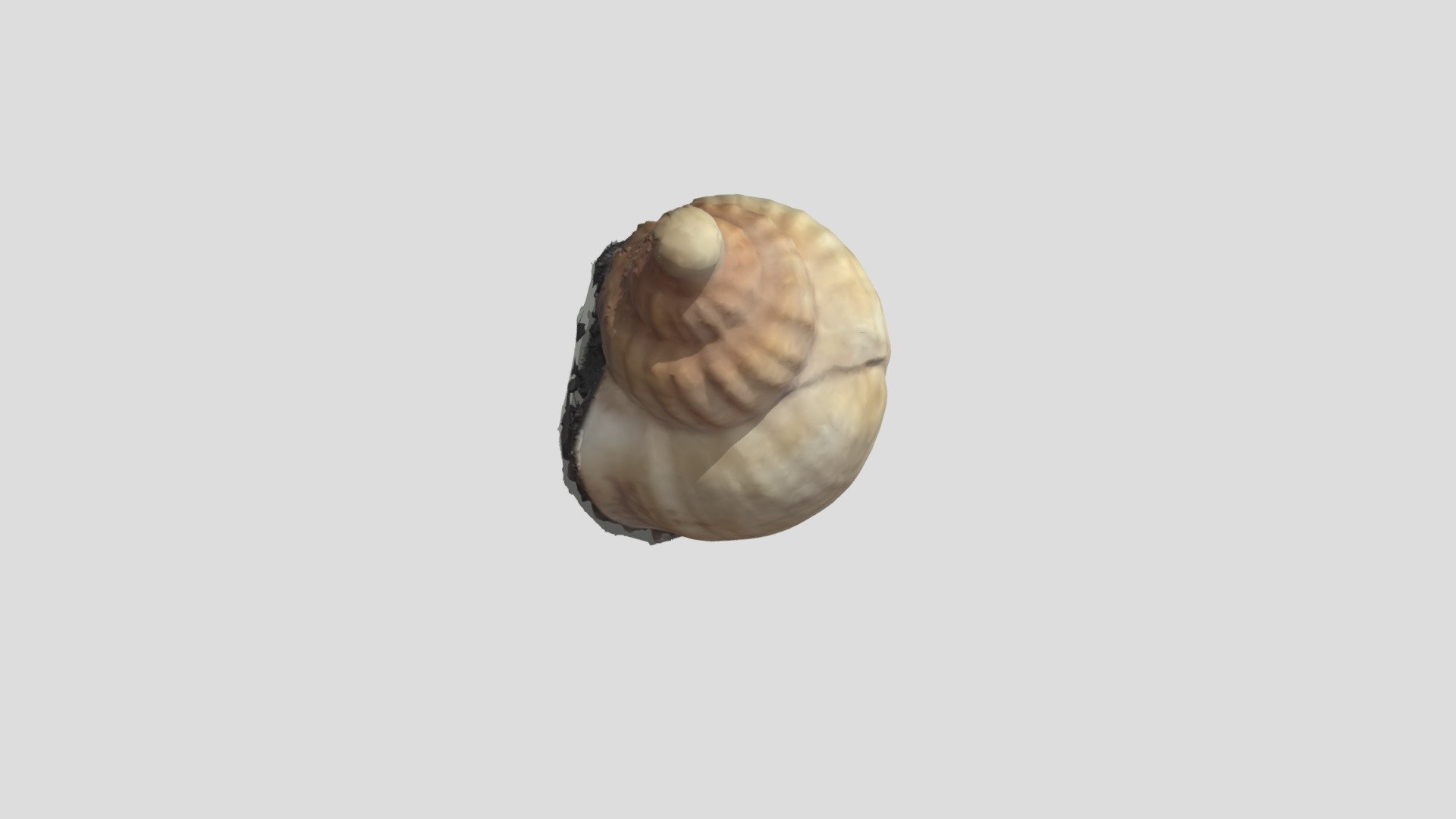 sheldonply - 3D model by nicolewelch [fbf449a] - Sketchfab