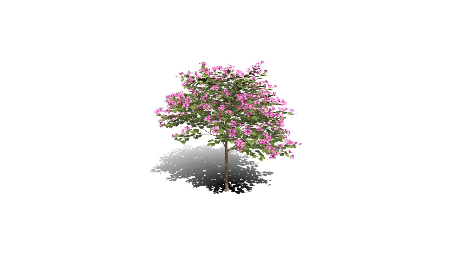Realistic HD Hong Kong orchid tree (1/40) - Download Free 3D model by ...