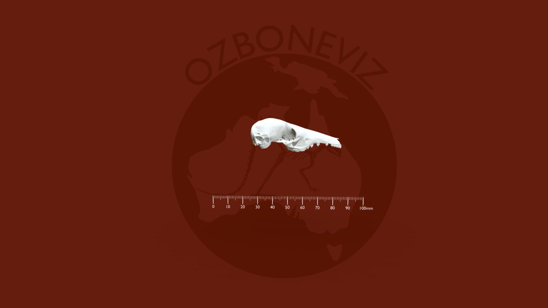 Northern pig-footed bandicoot cranium - 3D model by Ozboneviz [fbf9cec ...