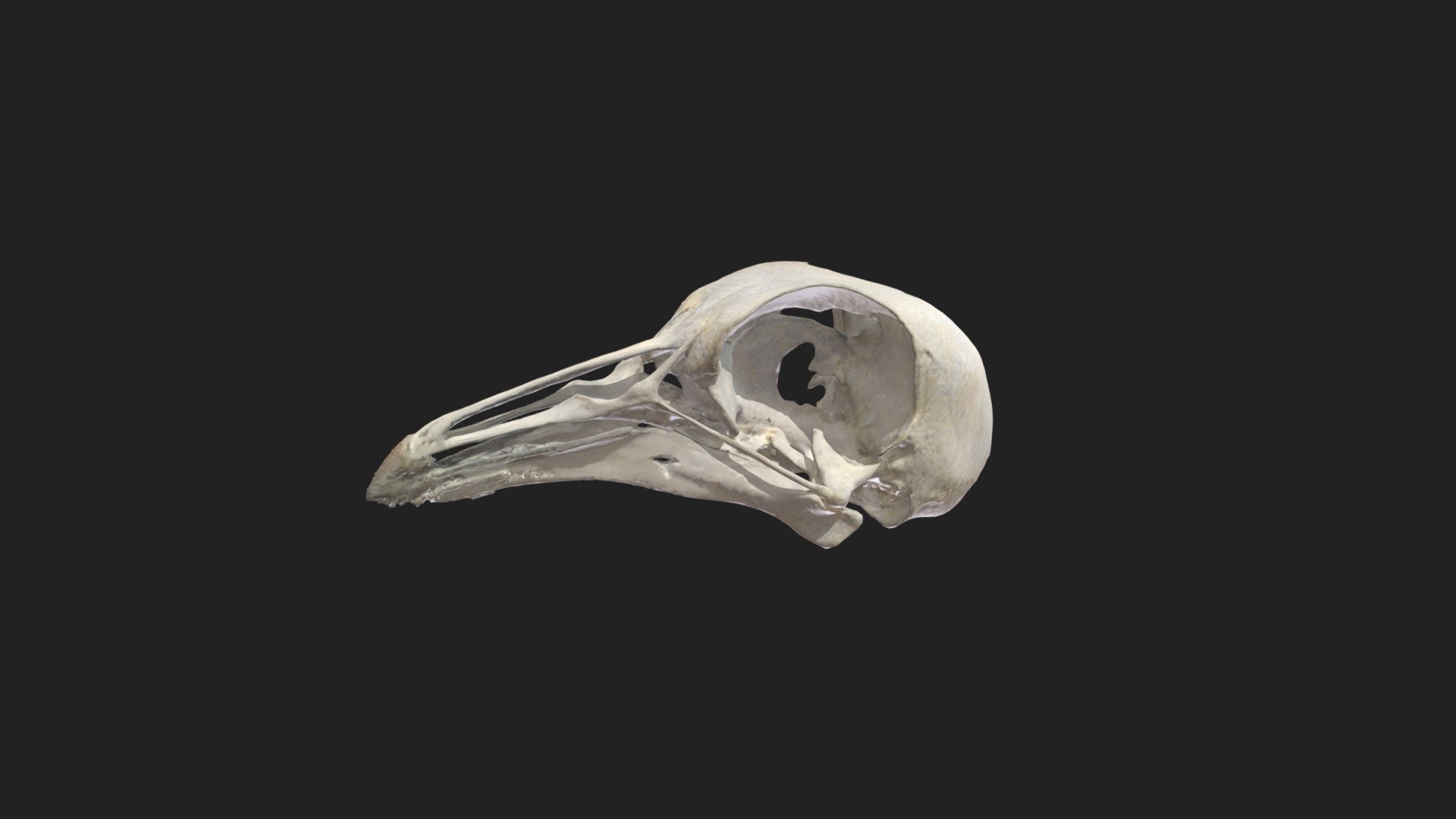 skull pigeon - annotation upper beak - 3D model by vetanatMunich ...