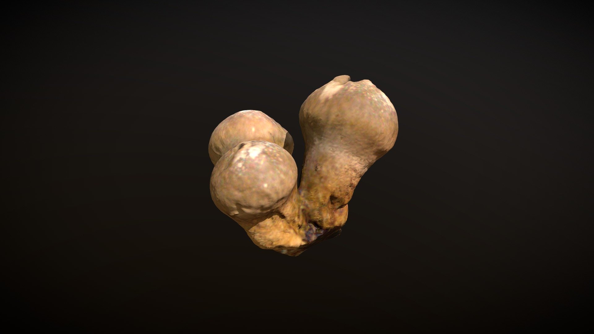 Lycoperdon Sp - 3D model by Proyecto Deixis (@ProyectoDeixis) [fbfbef0 ...
