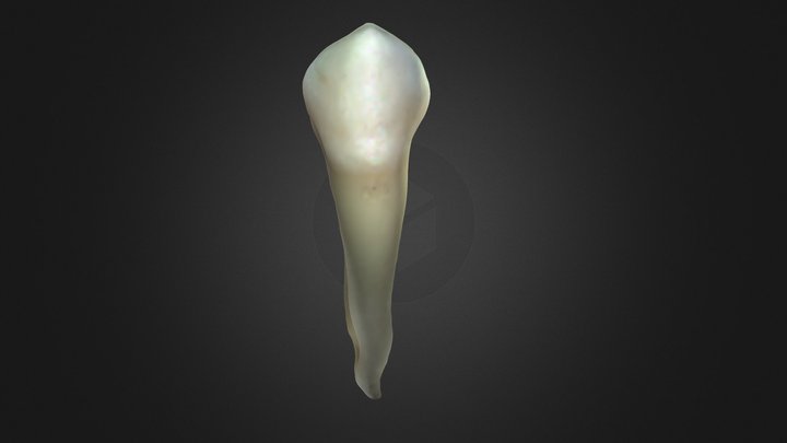 Maxillary 1st Premolar 3d