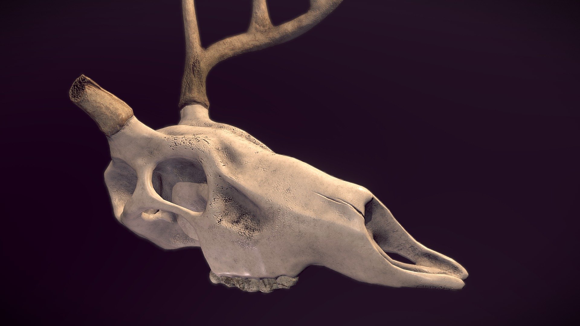 Deer Skull - 3D model by RoyalGh0sts (@JelleHuisInTVeld) [fc13bd9 ...