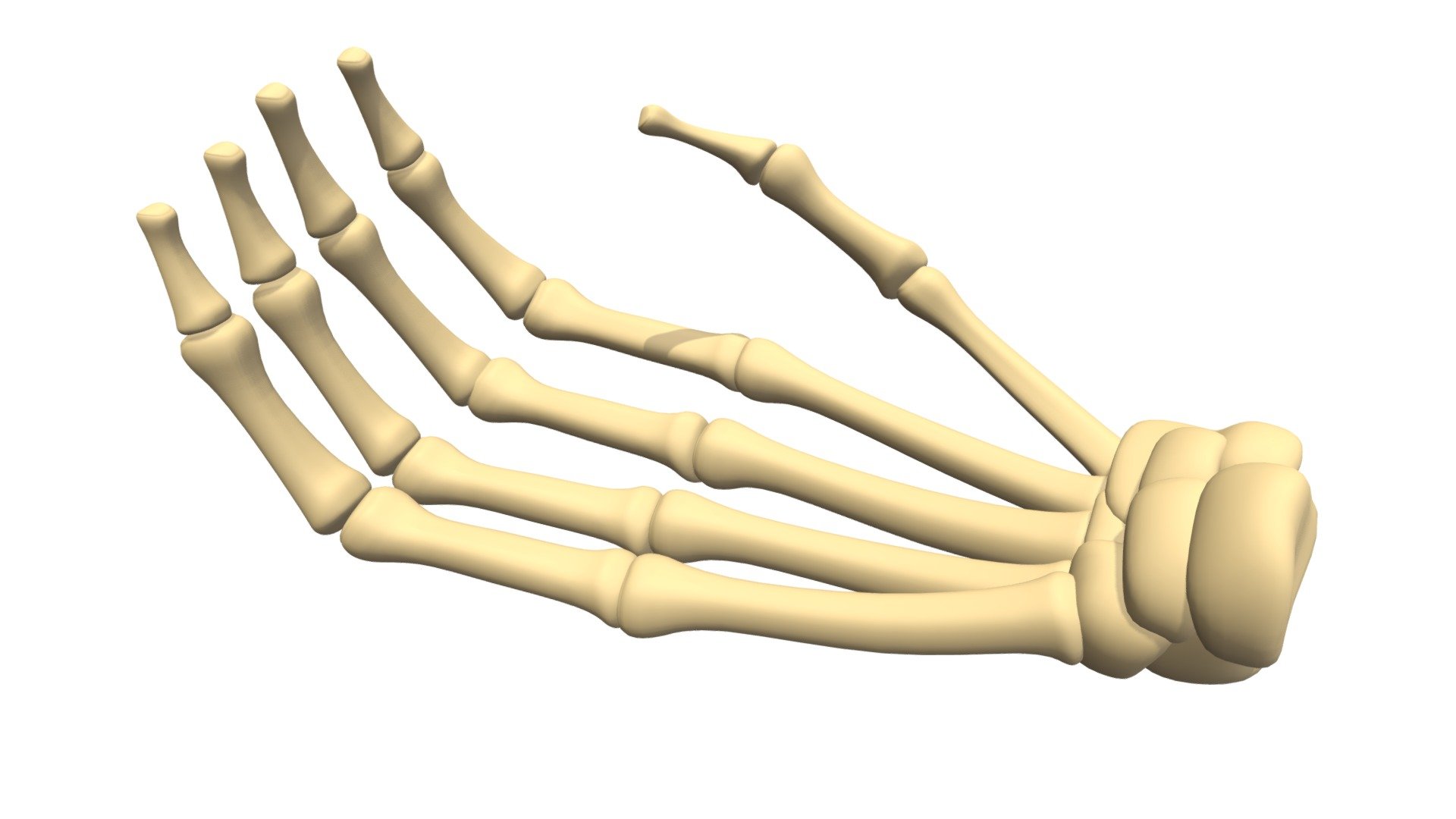 Animal Hand Bones - Buy Royalty Free 3D model by 3DHorse [fc153ad ...