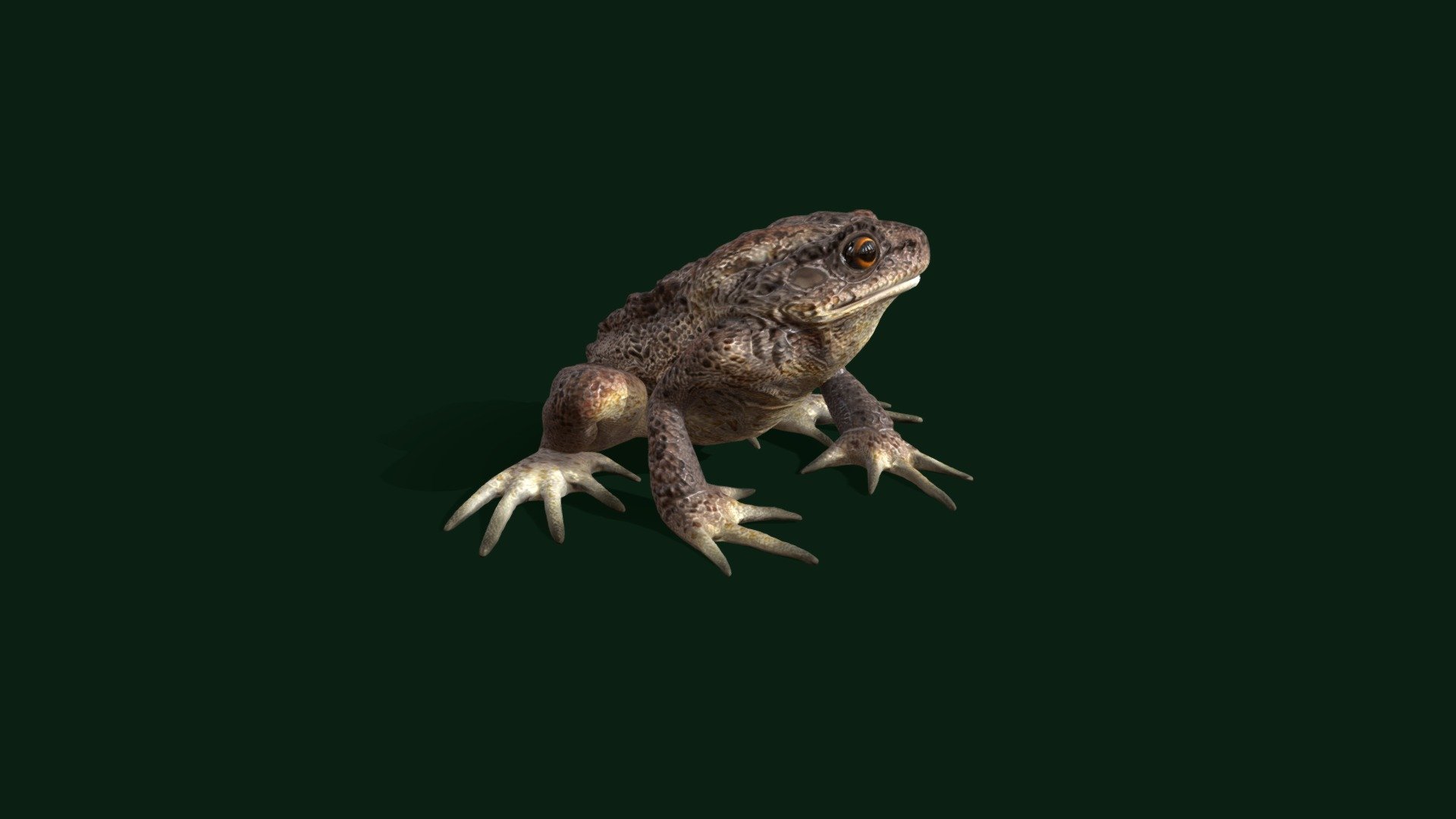 Common Toad - 3D model by kenchoo [fc1b13c] - Sketchfab