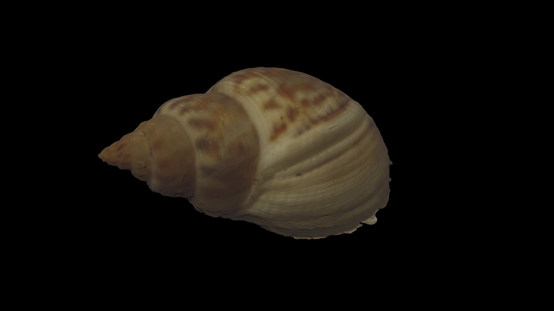 Nassa mutabilis - Download Free 3D model by Giorgio Scioldo ...