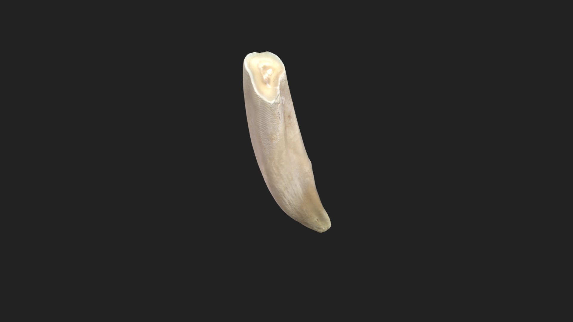 2nd incisor (incisivus, I2) horse (upper jaw) - Download Free 3D model ...