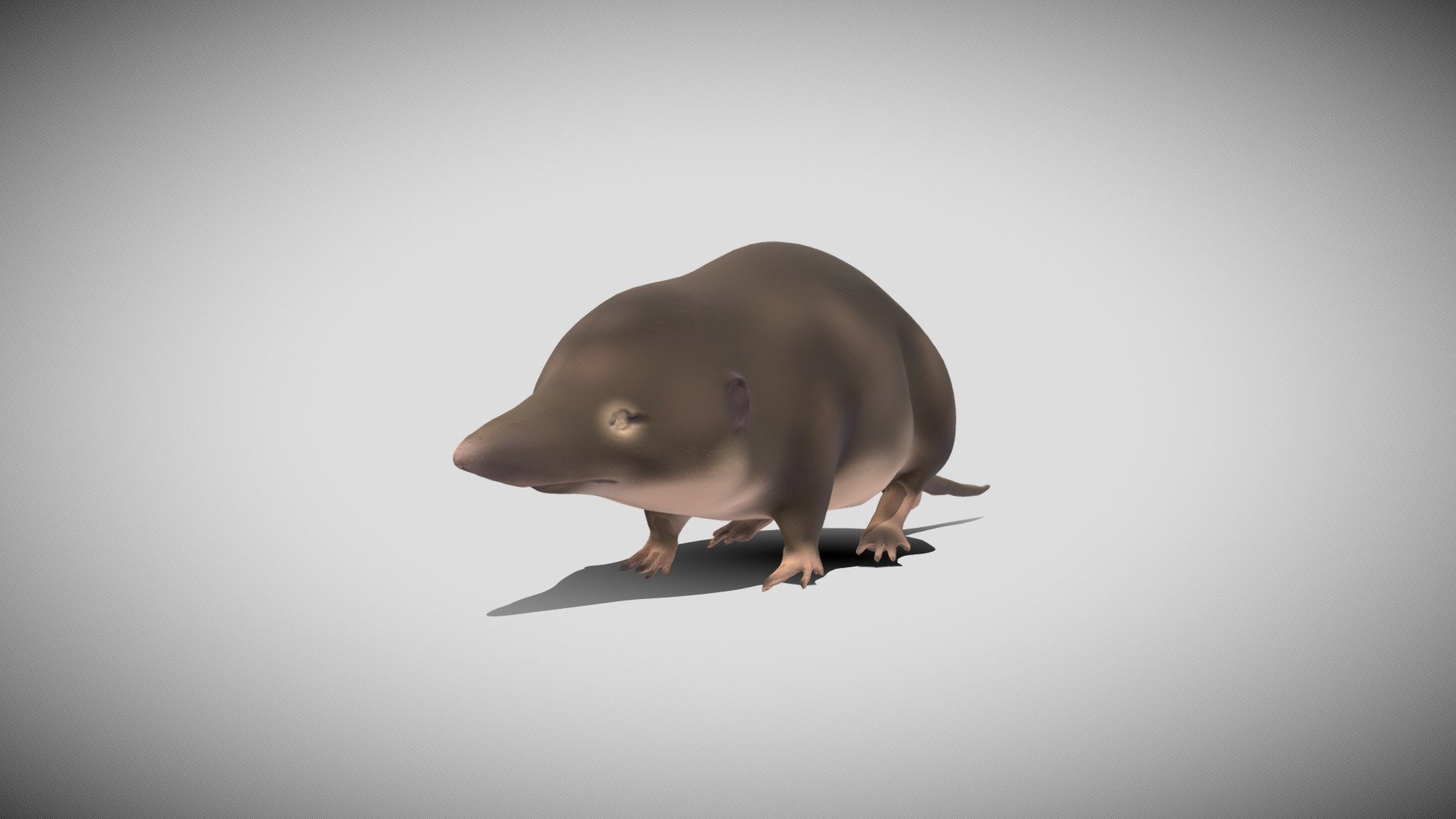 Shrew - Download Free 3D model by Robert_the_whale [fc1d0d7] - Sketchfab