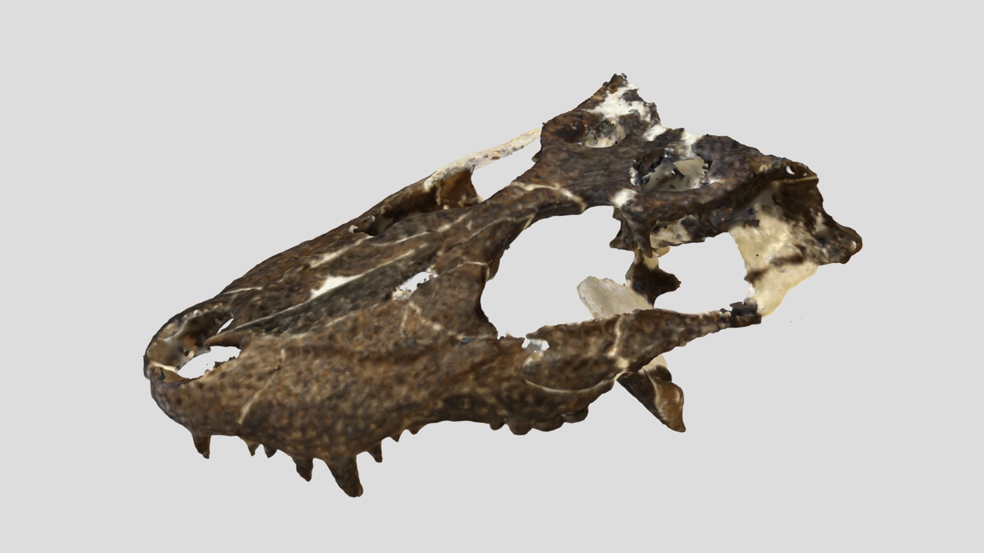 Wannaganosuchus (alligator ancestor) Cranium - 3D model by Jangojips ...